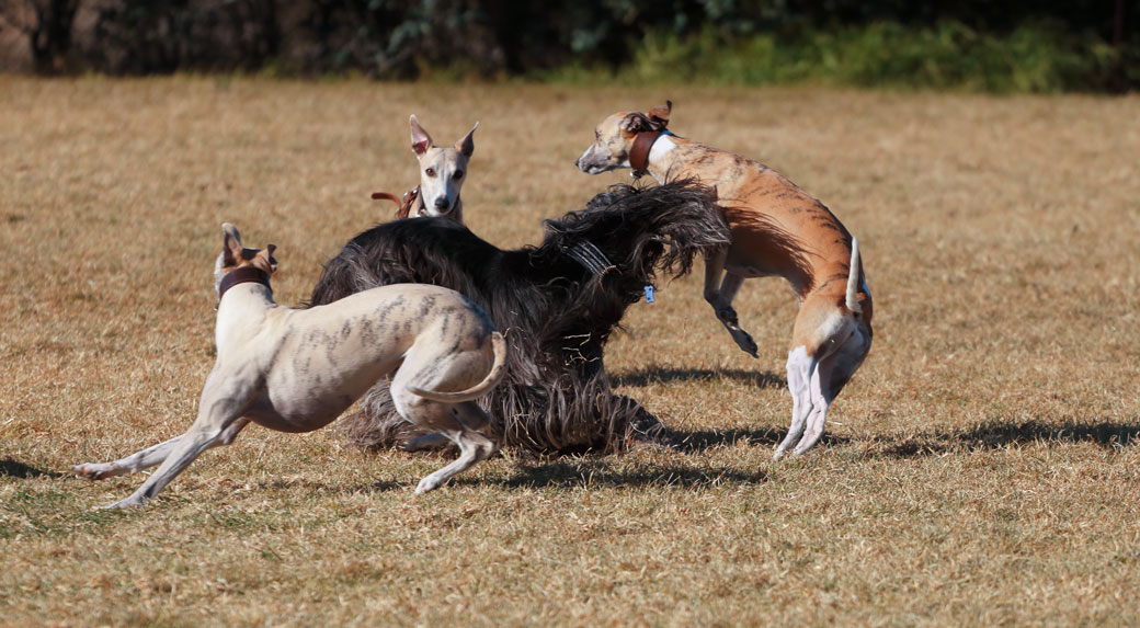 Φυλές – Sighthound Club of Greece